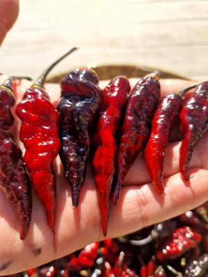 Black Bhut Naga Python Chilli Seeds - 10 Fresh Seeds