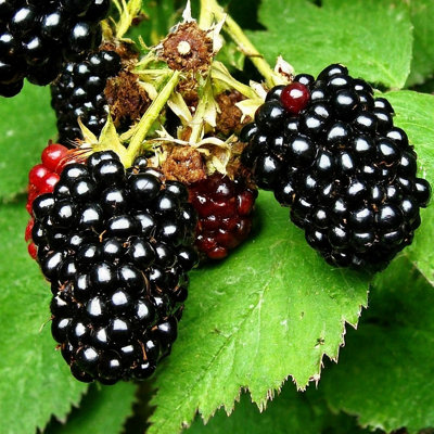 Black Butte Blackberry (Rubus fruticosus) Tree - 7Ltr Potted