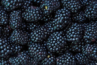 Black Butte Blackberry (Rubus fruticosus) Tree - 7Ltr Potted