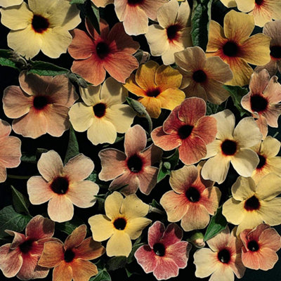 Black Eyed Susan Salmon Shades 1 Seed Packet
