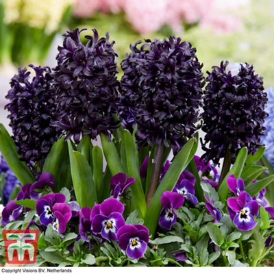 Black Hyacinth Midnight Mystic 16 Bulbs
