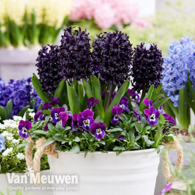 Black Hyacinth Midnight Mystic 8 Bulbs | DIY at B&Q