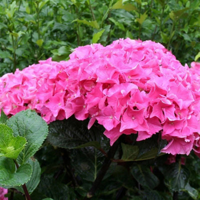 Black Steel Zambia Outdoor Shrub Plant Hydrangea Macrophylla 1.5L Pot