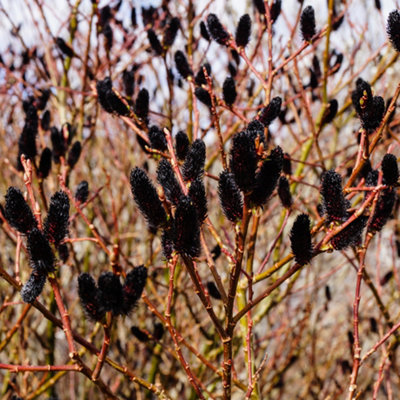Black Willow Standard Tree 65-80cm Established Tree in 17cm Pot