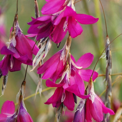 Blackberry Bells Angel's Fishing Rod Perennials Flowering Plants ...