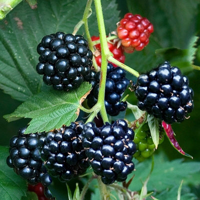 Blackberry Fruit Plant Rubus Thornless in 9cm Pot - Outdoor Ready to ...