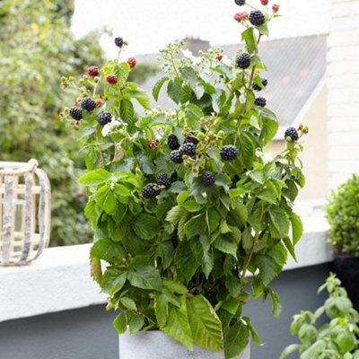 BlackBerry Little Black Prince Thornless Compact Patio Ever-Bearing ...