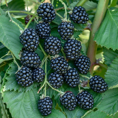 Blackberry Navaho - Thornless, High-Yield, Compact Size (30-40cm Height ...