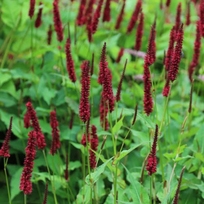 BLACKFIELD RED BISTORT PERENNIALS FLOWERING PLANTS BISTORTA ...