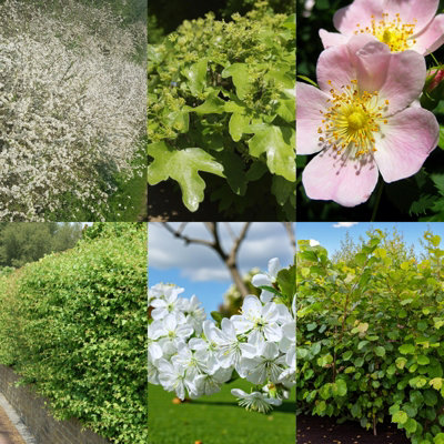 Blackthorn 50 x Bare Root Hedging Mix - Native Wildlife Mixed Boundary ...