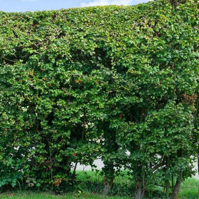 Blackthorn 50 x Bare Root Hedging Mix - Native Wildlife Mixed Boundary ...