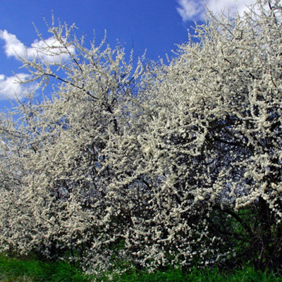 Blackthorn Hedge Prunus spinosa Set of 25 Bare Root Hedges 60-90cm tall
