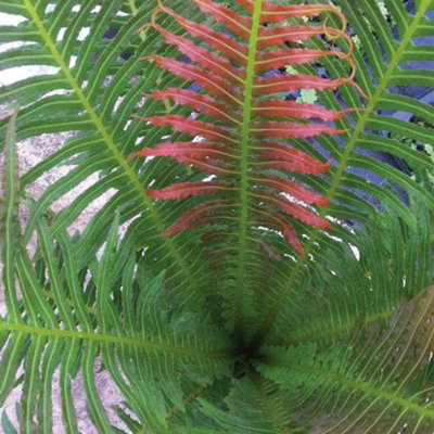 Blechnum Volcano (Dwarf Brazilian Tree Fern) 9cm Potted Plant x 1