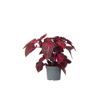Bloodleaf plant - Iresine herbstii - Height 20-30cm - Pot 13cm