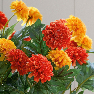 marigold display
