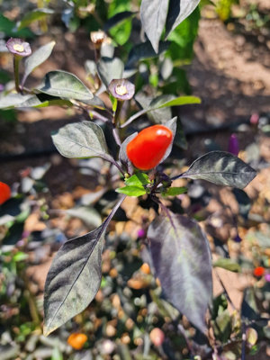 Blue Christmas Chilli Seeds - 10 Fresh Seeds
