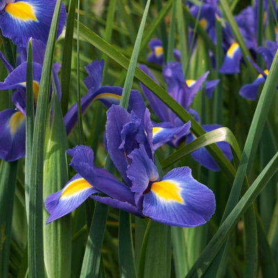 Blue Mixed Spring Bulb Collection - 50 Spring Summer Flowering ...