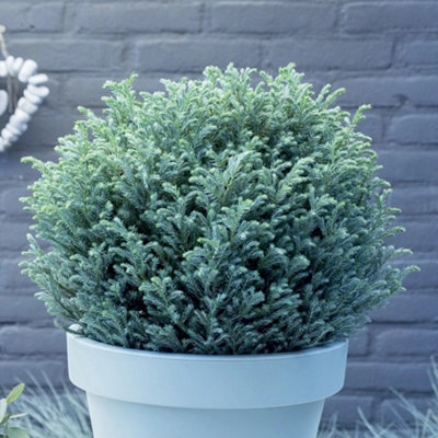 BLUE MOON SAWARA CYPRESS CONIFER BUSH CHAMAECYPARIS PISIFERA EVERGREEN ...