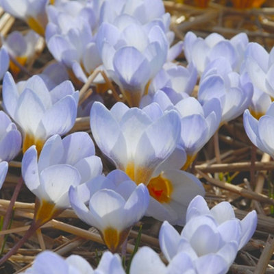 Blue Pearl Specie Crocus Bulbs (40 Bulbs)
