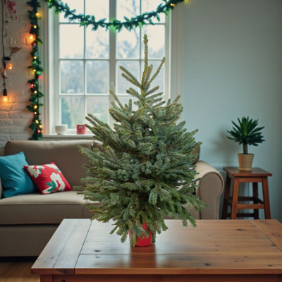 Blue Spruce Pot Grown Christmas Tree - Living Premium Evergreen Potted ...