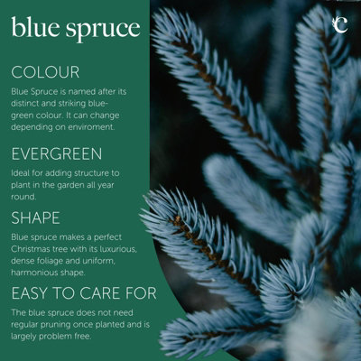 Blue Spruce Pot Grown Christmas Tree - Living Premium Evergreen Potted ...