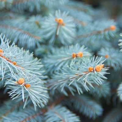 Blue Spruce Pot Grown Christmas Tree - Living Premium Evergreen Potted ...