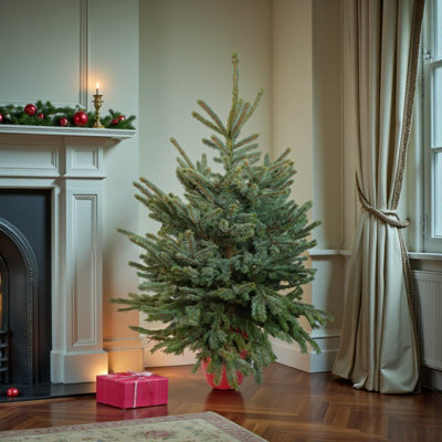 Blue Spruce Pot Grown Christmas Tree - Living Premium Evergreen Potted ...