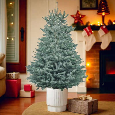 Blue Spruce Pot Grown Christmas Tree - Living Premium Evergreen Potted ...