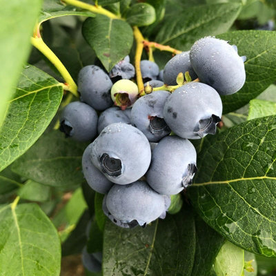 Blueberry Bush 'Chandler' Plant in 1.5L Pot - Heavy Cropping Vaccinium ...