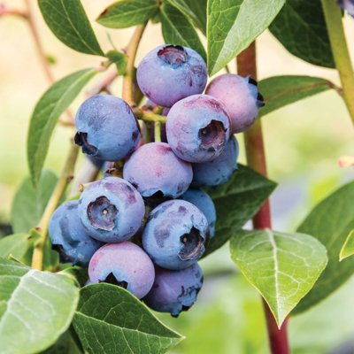 Blueberry Bush 'Patriot' Plant in 1.5L Pot - Heavy Cropping Vaccinium ...