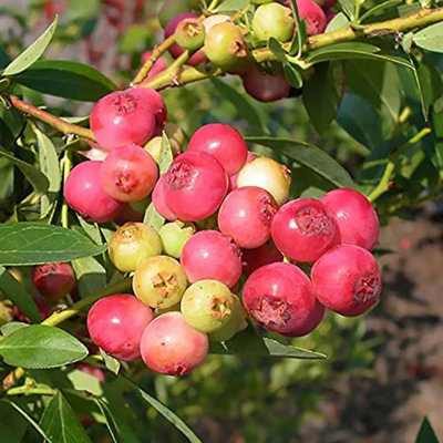 Vaccinium Pink Lemonade Blueberry