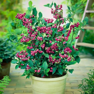 Blueberry Bush 'Pink Lemonade' - Vaccinium in 9cm Pot - Reliable Heavy ...