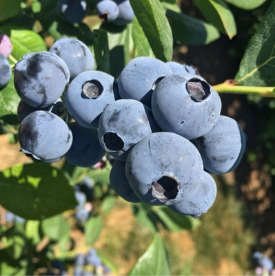 Blueberry Bush 'Titanium' in 1.5L Pot - New Variety - Delicious Large Fruit