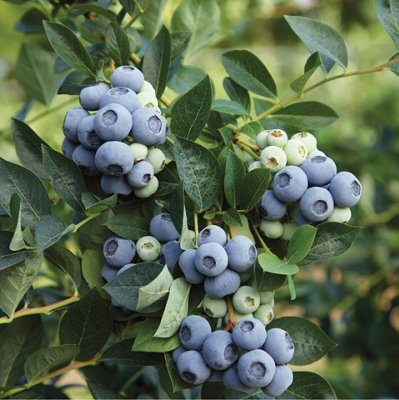 Blueberry Bush 'Titanium' in 1.5L Pot - New Variety - Delicious Large Fruit