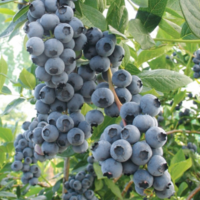 Blueberry Duke - High-Yield, Large Berries, Cold-Hardy (20-30cm Height ...