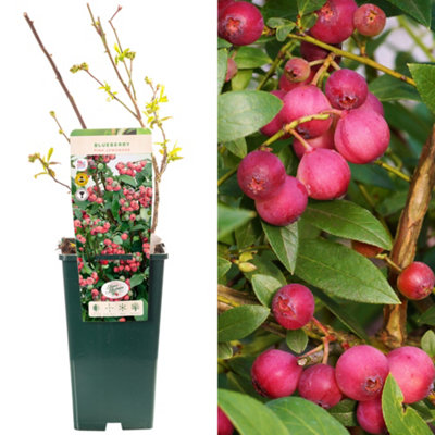 Blueberry Pink Lemonade - Compact Shrub, Edible Berries (30-50cm Height ...
