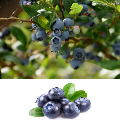 Blueberry Powder Blue Plant - Vaccinium 9cm Pot Ready to Plant