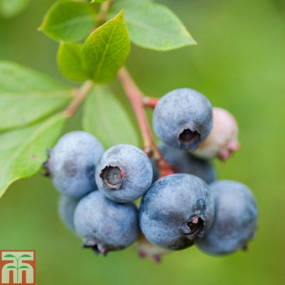 BLUEBERRY TRIO COLLECTION 9CM POT X 3