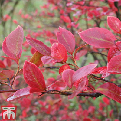 Blueberry (Vaccinium) Elliott 9cm Pot x 2