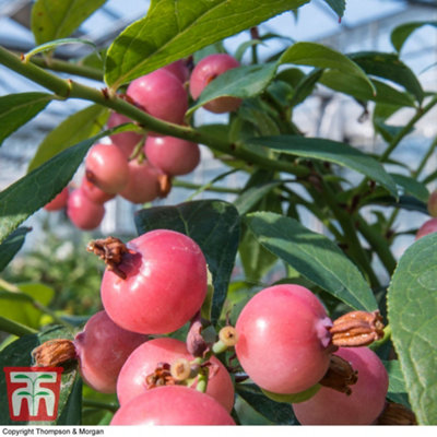 Blueberry (Vaccinium) Pink Blueberry 2L Potted Plant x 1 | DIY at B&Q