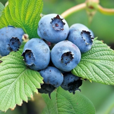 Bluecrop Blueberry (Vaccinium corymbosum) Tree - 2Ltr Potted