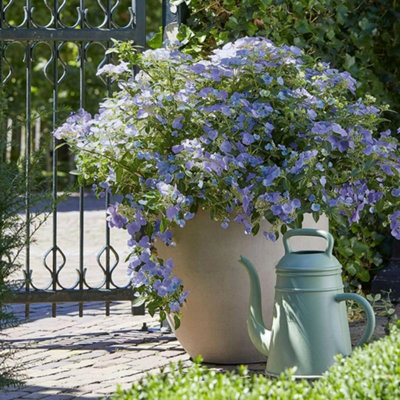 BolEro Blue Outdoor Shrub Plant Hydrangea Flowering Garden Plants 2L Pot