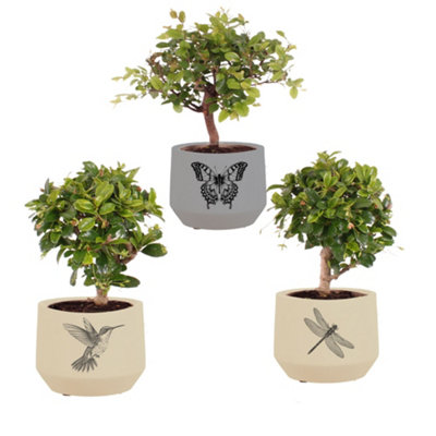Bonsai Indoor Mixed Ceramic, 12cm Pot Size, 25cm Tall, Bougainvillea ...
