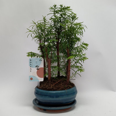 Bonsai Metasequoia Forest Kera, 16cm Pot Size, 28cm Tall, Ceramic ...