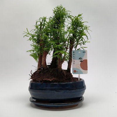 Bonsai Metasequoia Forest Kera, 20cm Pot Size, 35cm Tall, Bracteantha ...