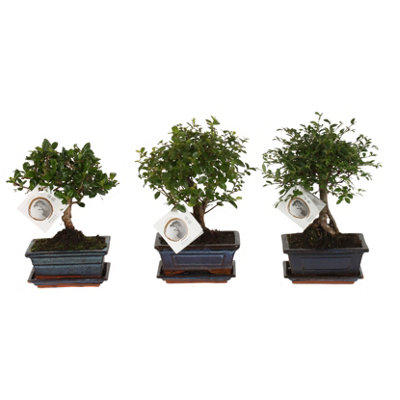 Bonsai Mixed Ceramic, 15cm Pot Size, 20cm Tall, Bonsai, Indoor Houseplant