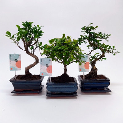 Bonsai Mixed Ceramic, 15cm Pot Size, 28cm Tall, Bonsai, Indoor Houseplant