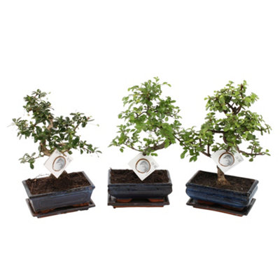Bonsai Mixed Ceramic, 20cm Pot Size, 35cm Tall, Bonsai, Indoor Houseplant