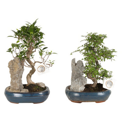 Bonsai Mixed Ceramic + Rock, 21cm Pot Size, 28cm Tall, Rock and Ceramic ...