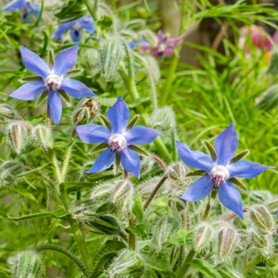 Borage Herb Plant - Edible, Easy to Grow, Blue Star-Shaped Flowers (5 ...